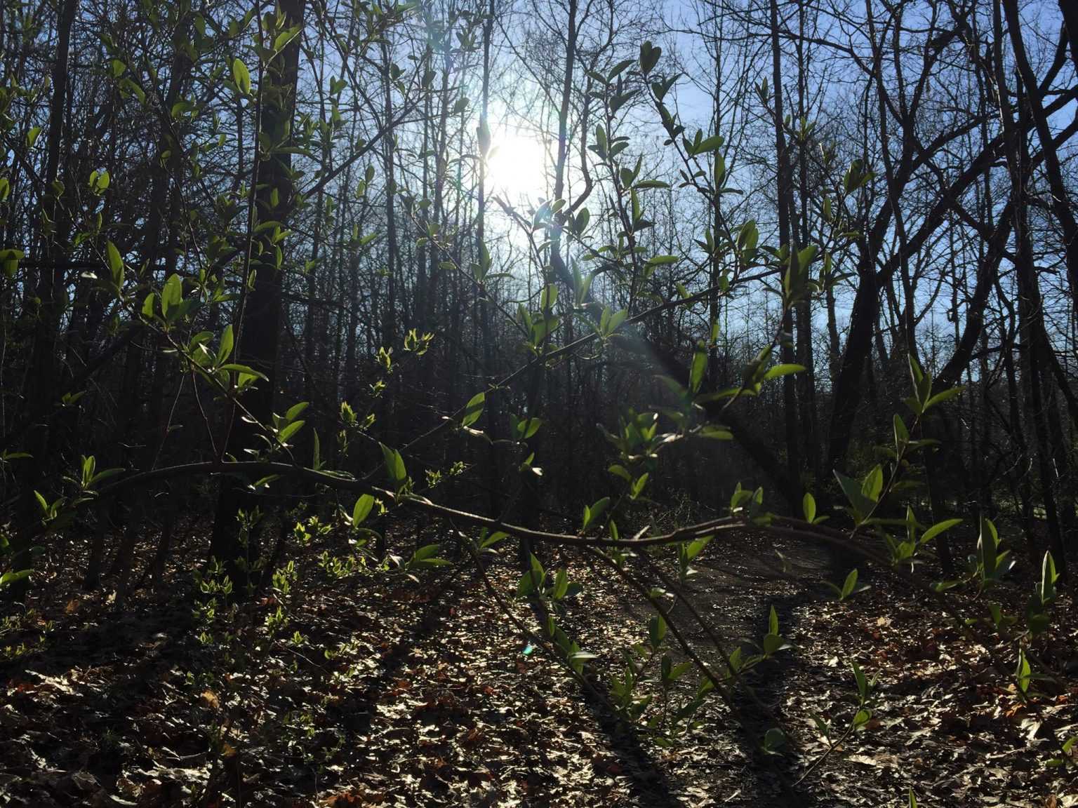 Fox Ridge State Park - United States