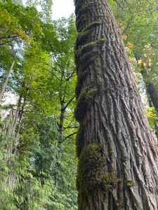 Dabney State Park - Parks Guidance