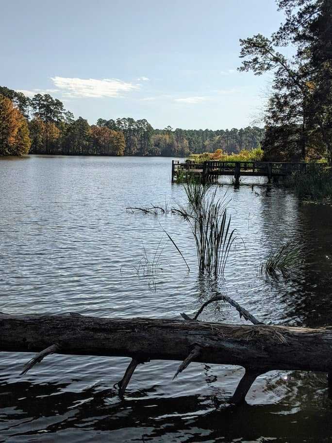 Splash into Summer: The Ultimate Guide to Swimming Holes in Texas