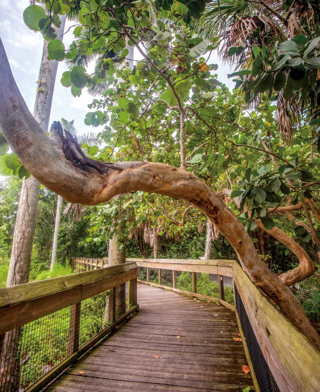 Visit Hugh Taylor Birch State Park: A Tropical Oasis in Fort Lauderdale ...